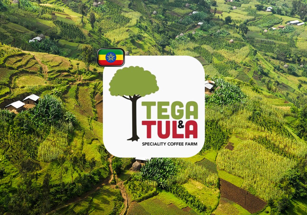 Ethiopia Kaffa Specialty Coffee Tega & Tula Farm - Washed - Kahraman Dubai